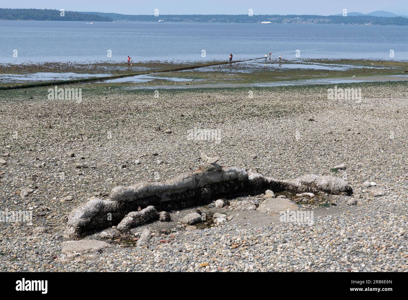 Visitors gather to explore the intertidal zone during the lowest tide ...