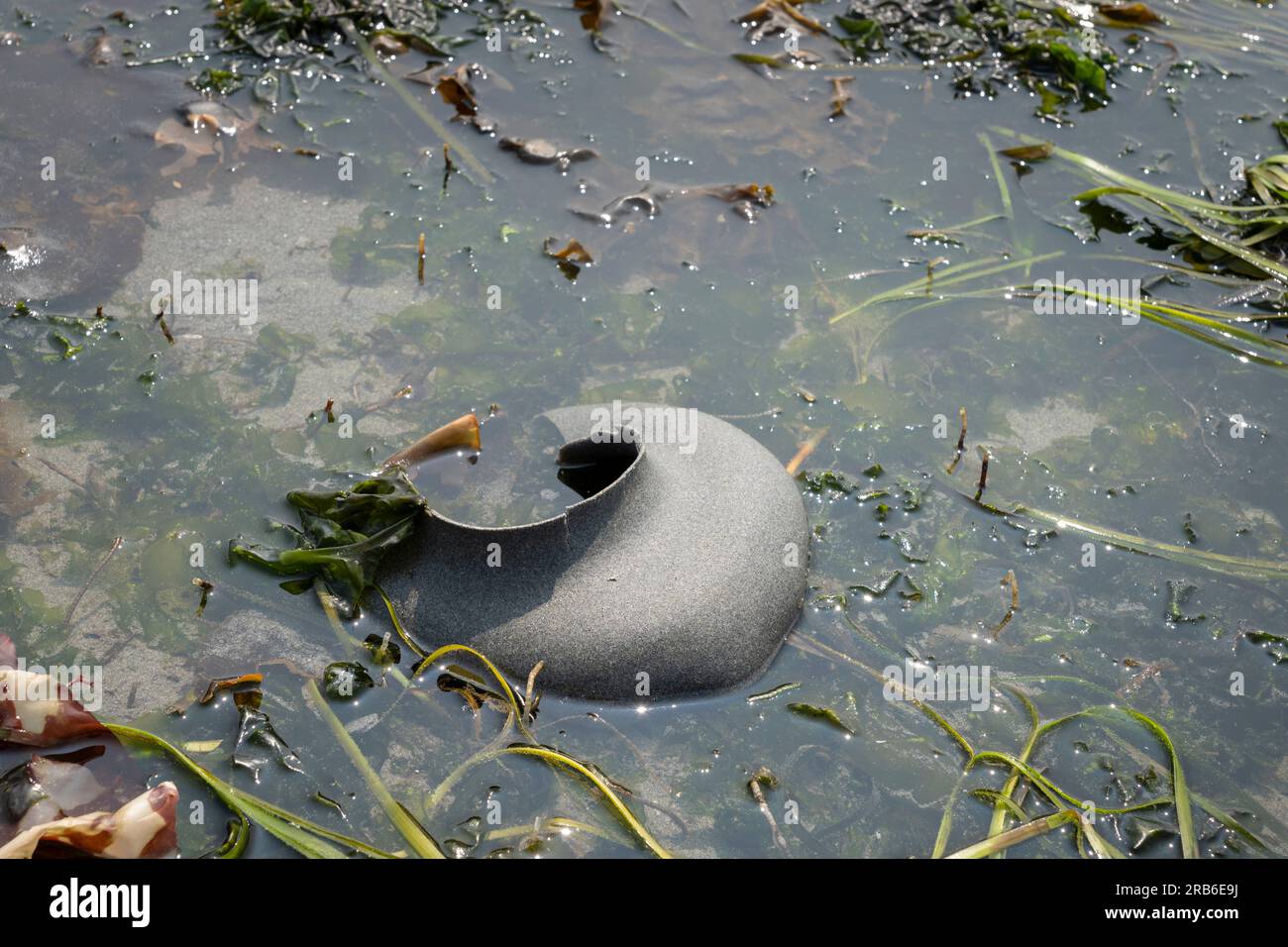 A moon snail sand collar is exposed in the intertidal zone during the ...