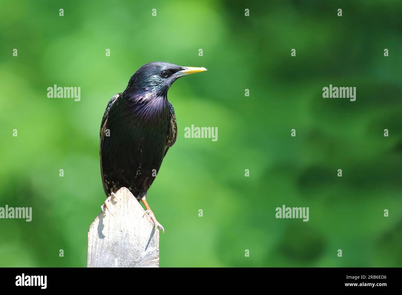 Gemeiner Star / Common starling / Sturnus vulgaris Stock Photo - Alamy