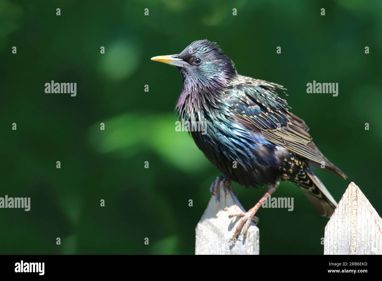 Gemeiner Star / Common starling / Sturnus vulgaris Stock Photo - Alamy