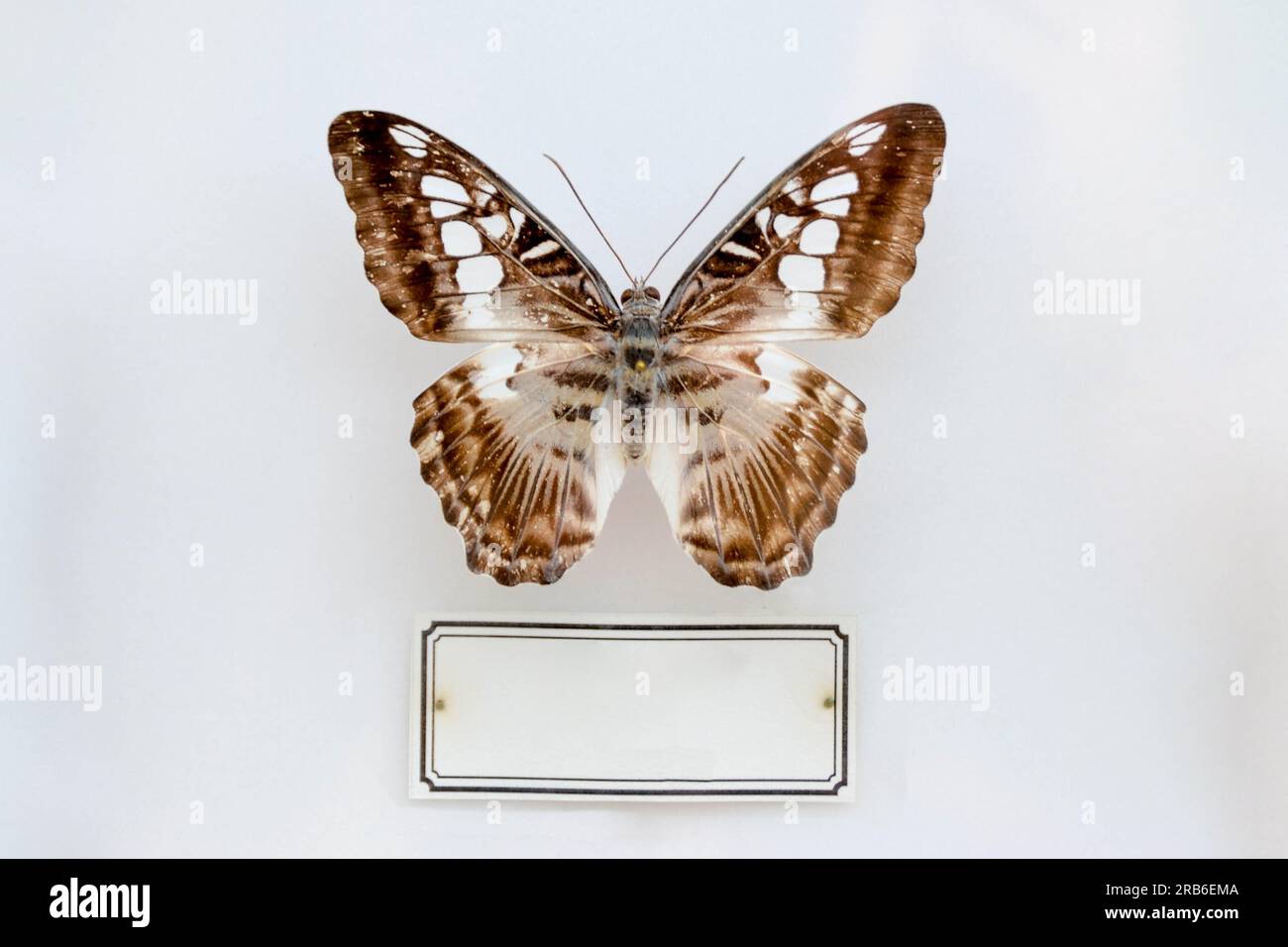 Exotic insects of the fauna of South America common in Central and ...