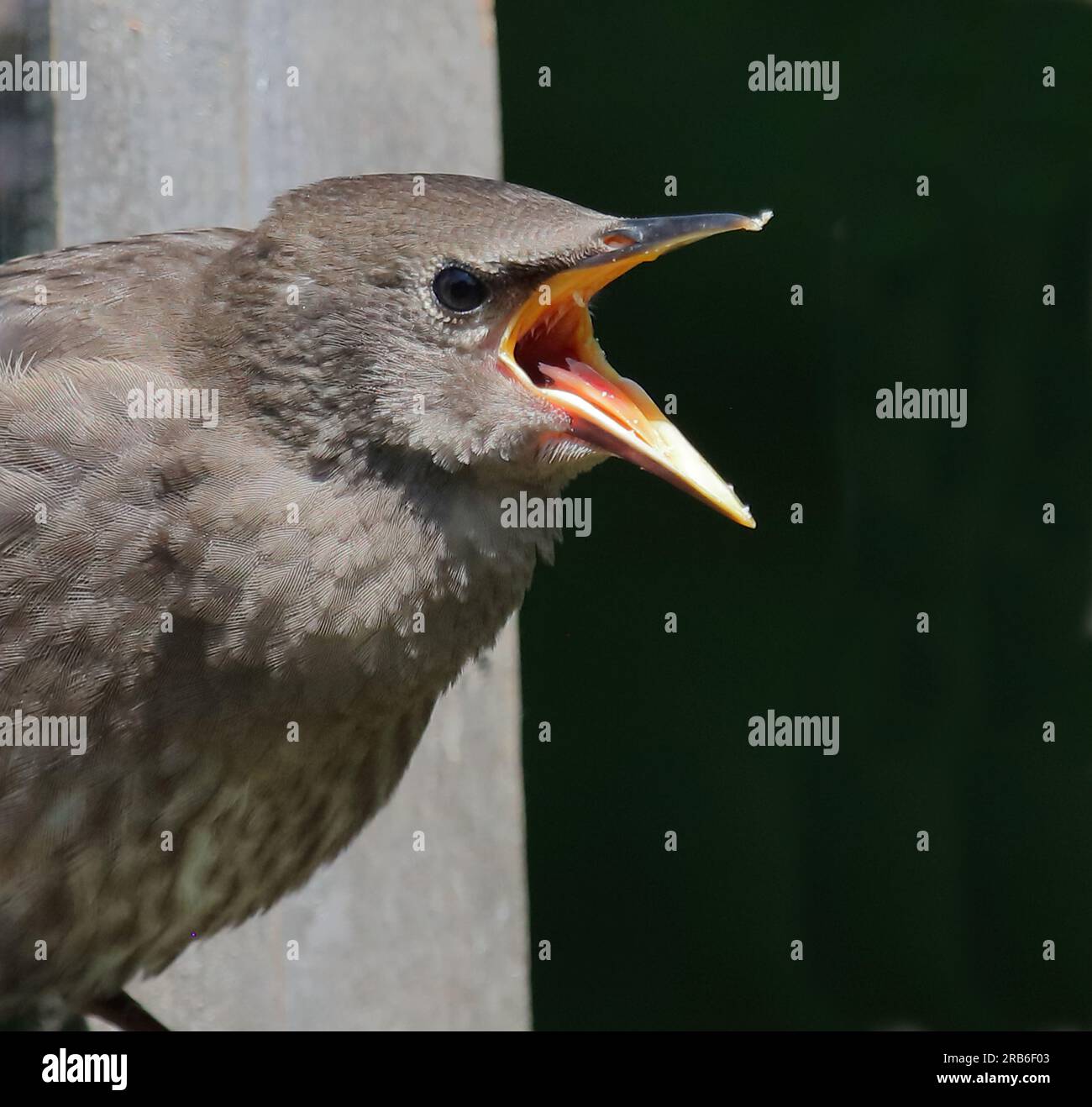 Gemeiner Star / Common starling / Sturnus vulgaris Stock Photo - Alamy