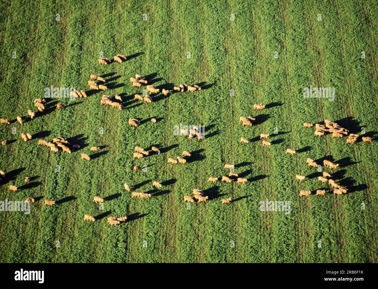 Aerial image of farmland in Oregon, USA Stock Photo - Alamy
