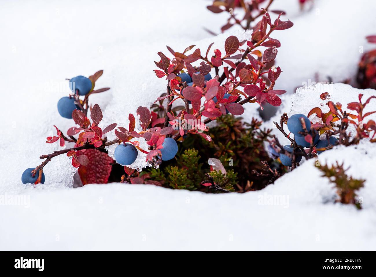 A wild blueberry bush pokes through fresh snow in the remote mountains ...