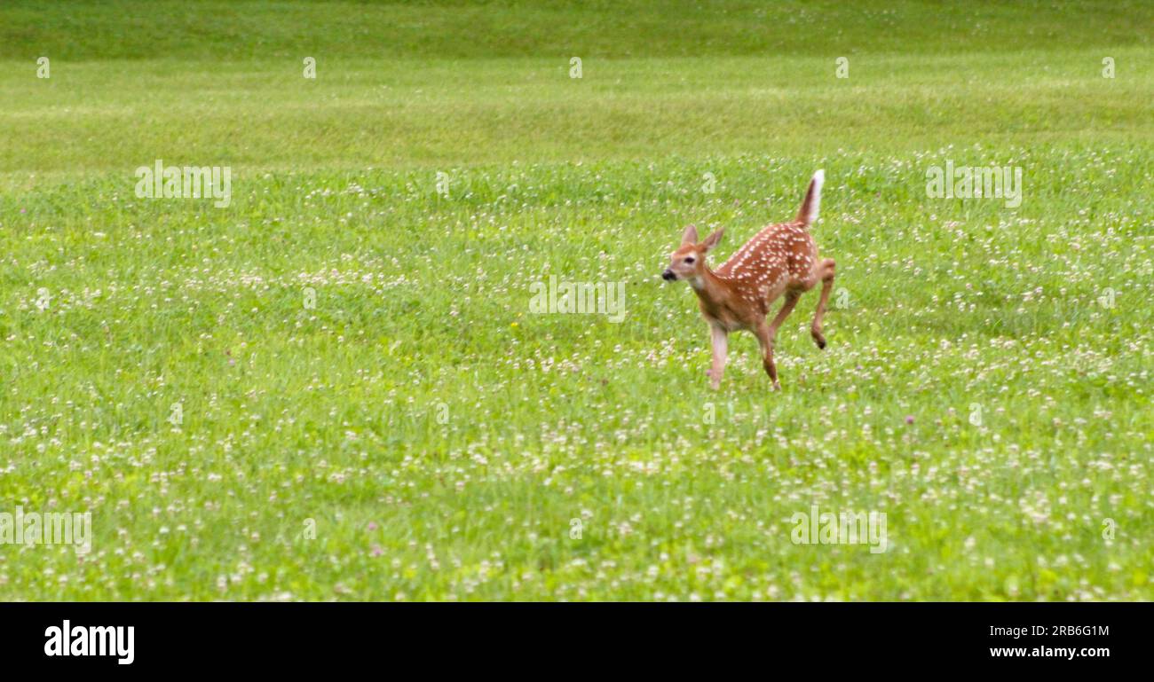 Piebald deer hi-res stock photography and images - Alamy