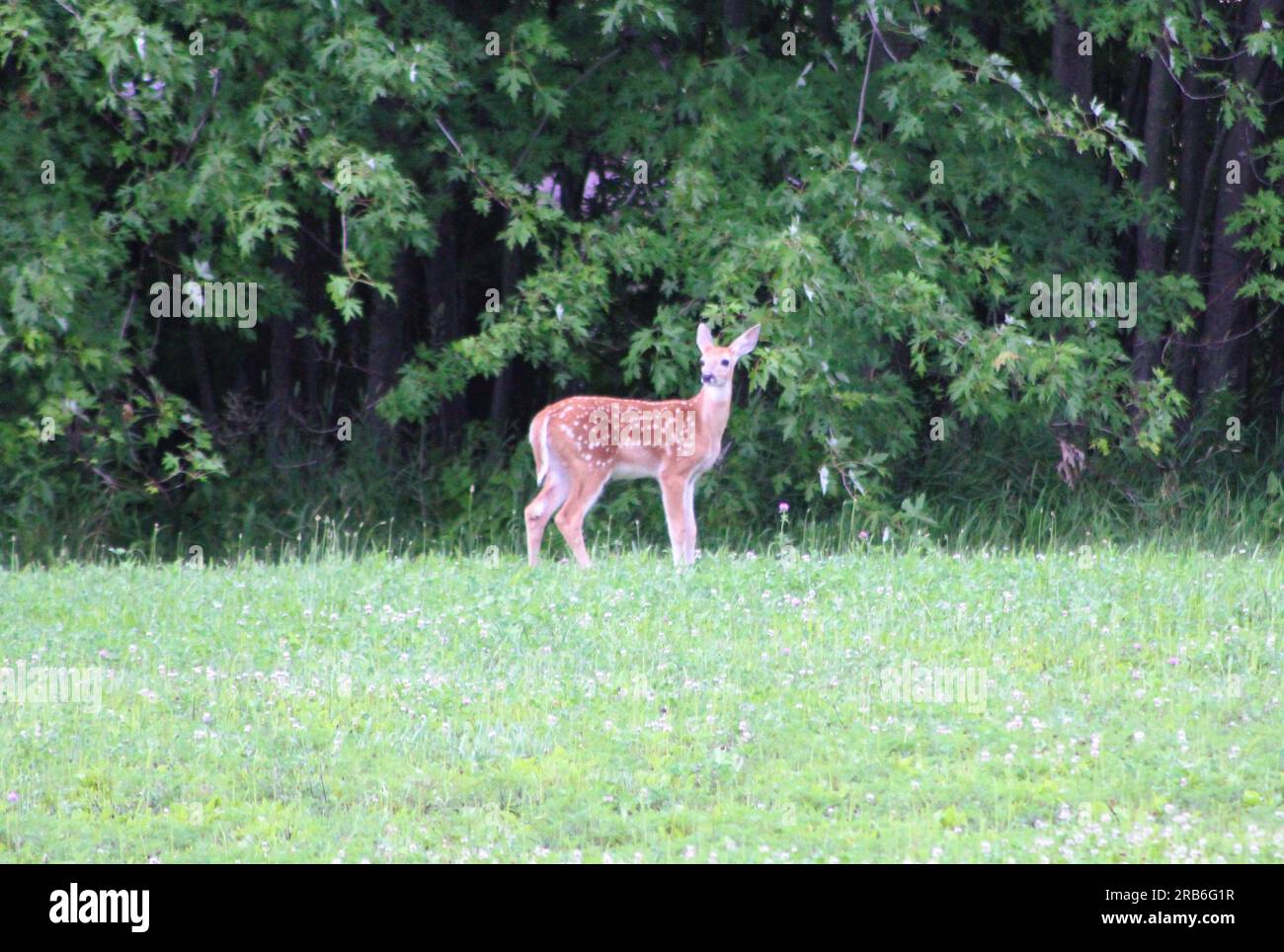 Piebald deer hi-res stock photography and images - Alamy