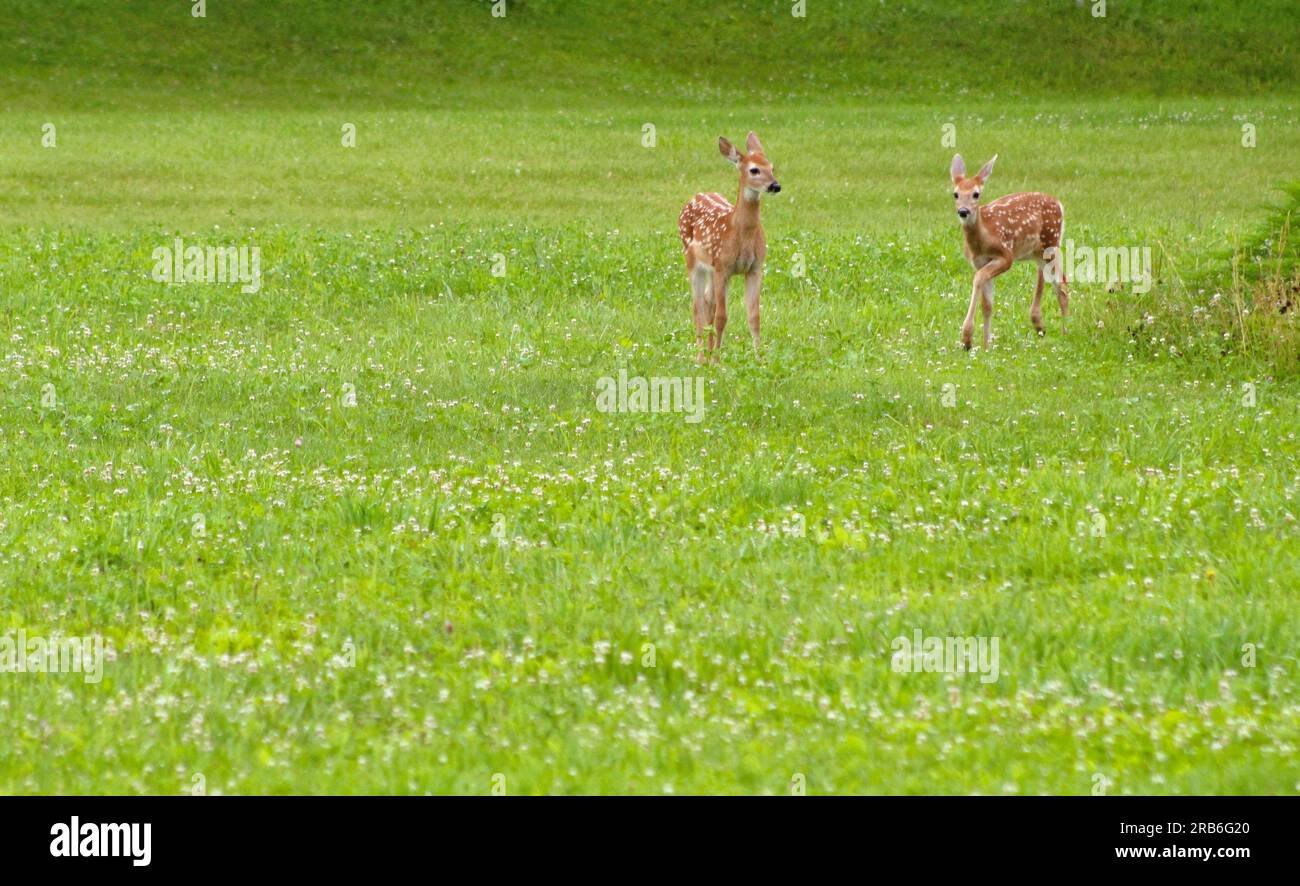 Two fawns, multiple fawns at play Stock Photo - Alamy