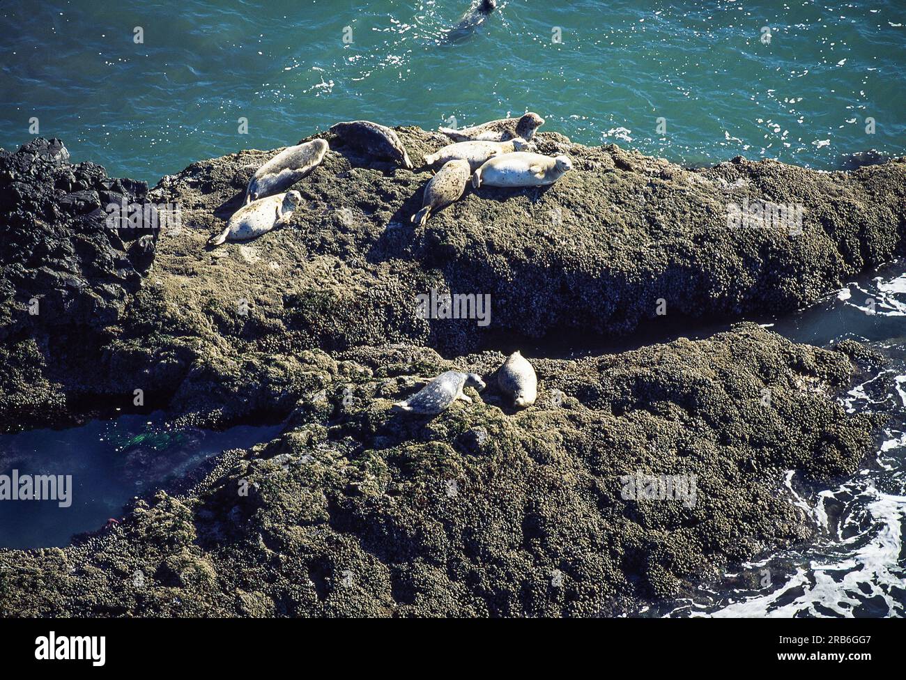 Aerial image of seals, Oregon, USA Stock Photo - Alamy