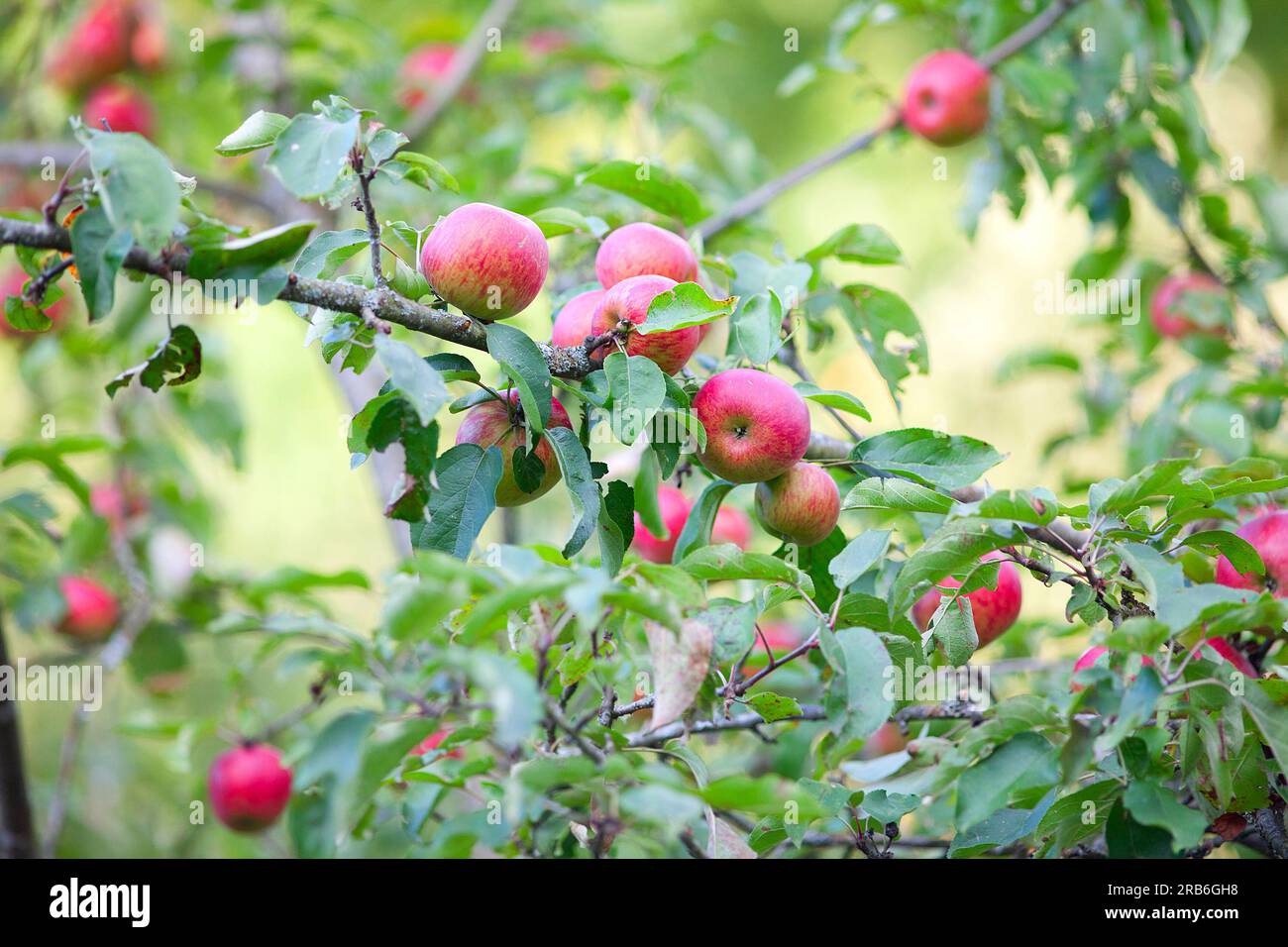 Branch of appletree hi-res stock photography and images - Alamy