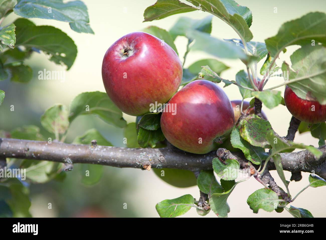 Apple on tree with ripe fruits Stock Photo - Alamy