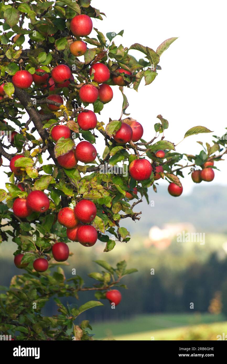 Apple Tree with mellow fruits on branch Stock Photo - Alamy
