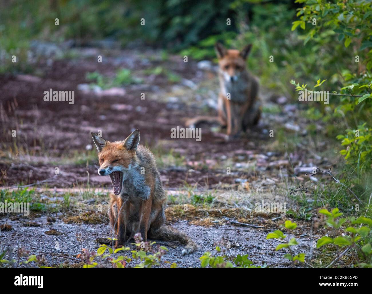 Vixen fox mating hi-res stock photography and images - Alamy