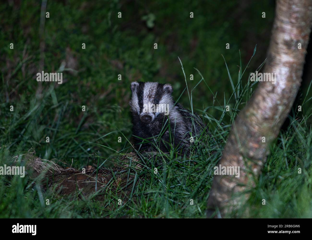 Scottish badger hi-res stock photography and images - Alamy