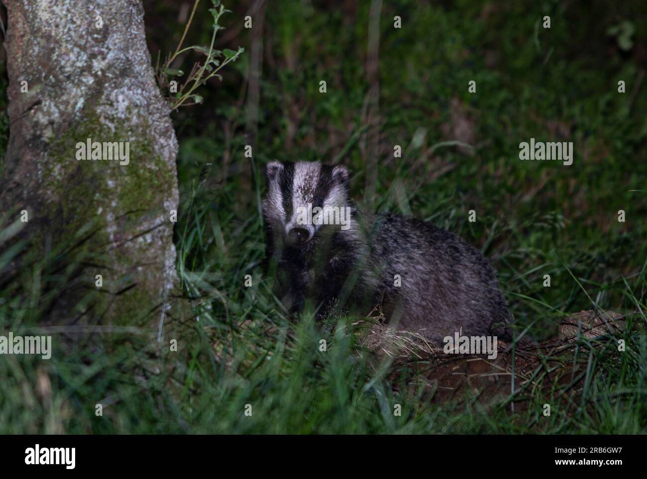 Scottish badger hi-res stock photography and images - Alamy