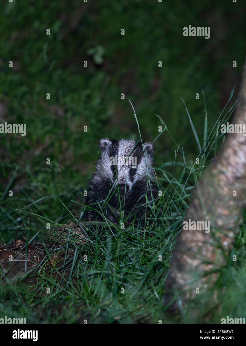 Scottish badger hi-res stock photography and images - Alamy