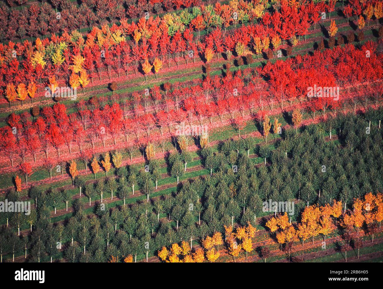 Aerial image of colorful treefarm Oregon, US Stock Photo - Alamy