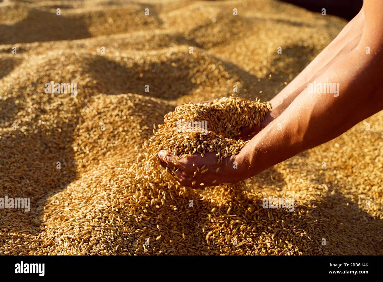 Human hand holding wheat grains hi-res stock photography and images - Alamy
