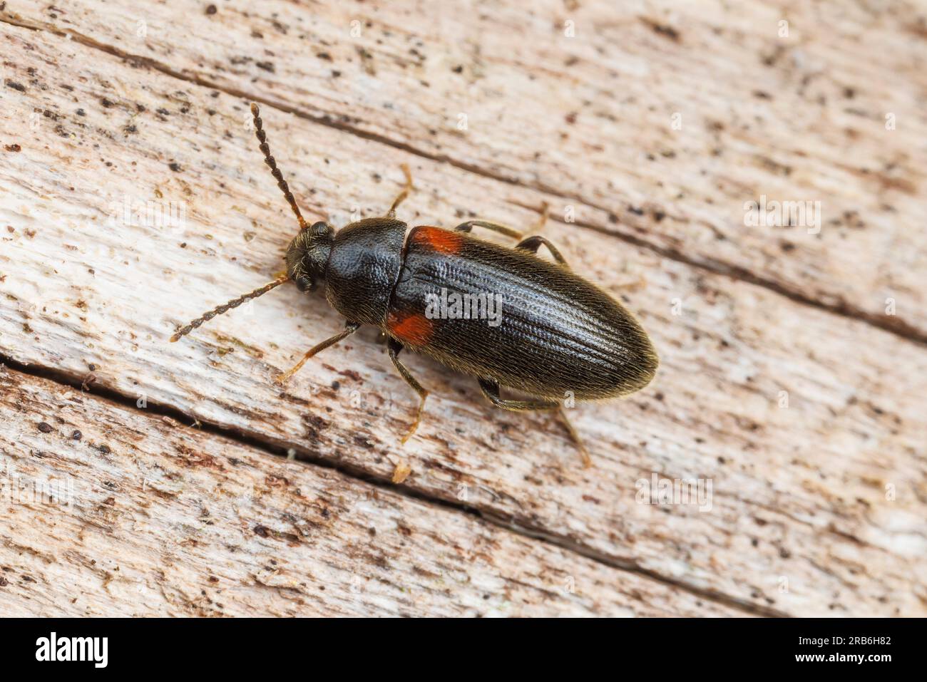 Comb-clawed Darkling Beetle (Mycetochara binotata Stock Photo - Alamy