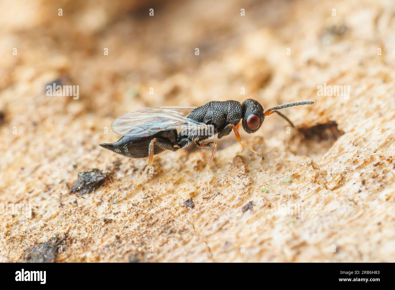 Eurytoma hi-res stock photography and images - Alamy
