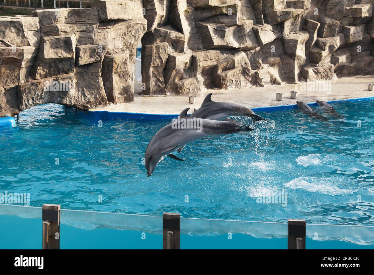 Georgia aquarium bottlenose dolphins hi-res stock photography and ...