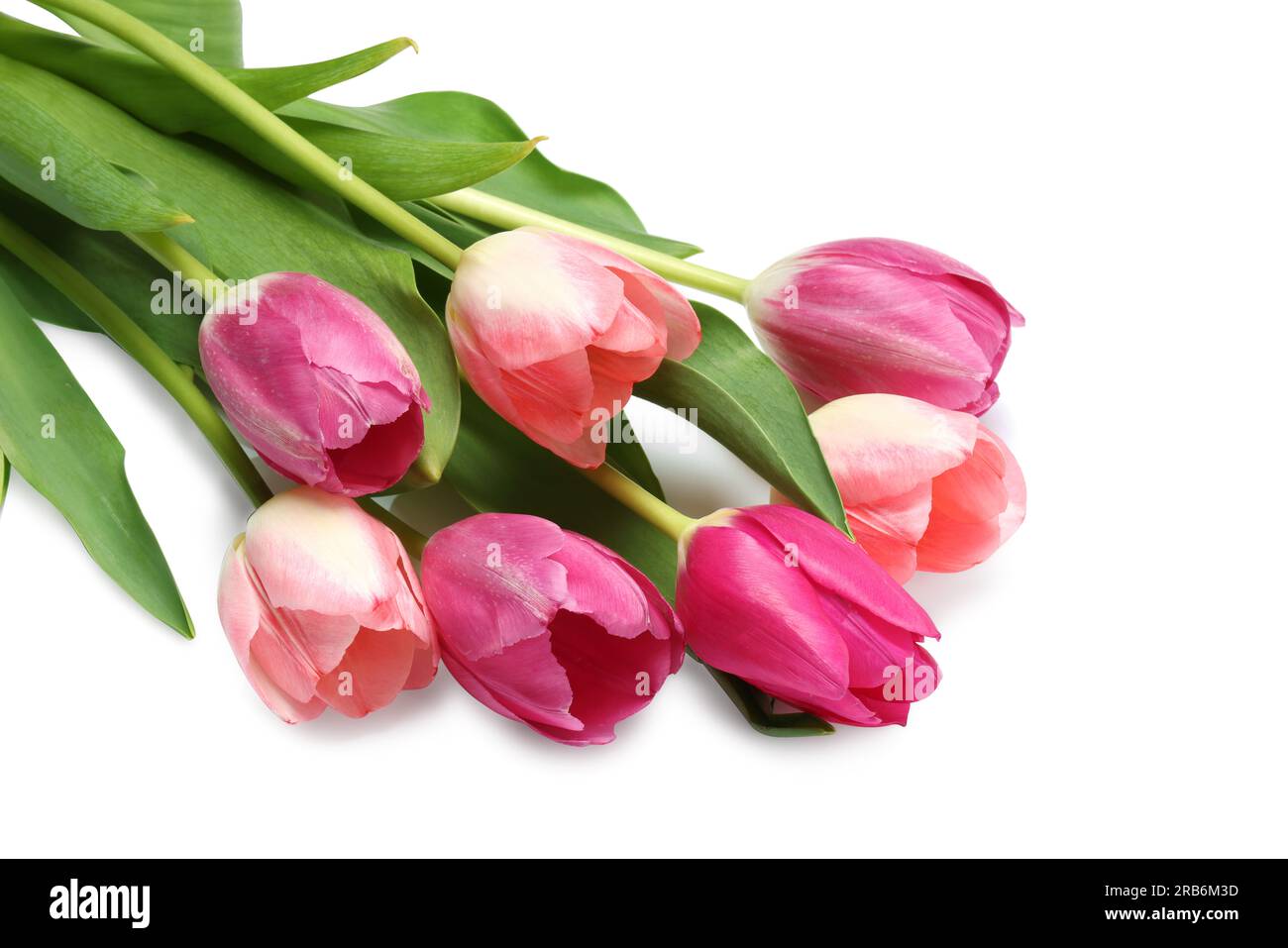 Beautiful pink tulip flowers isolated on white Stock Photo - Alamy
