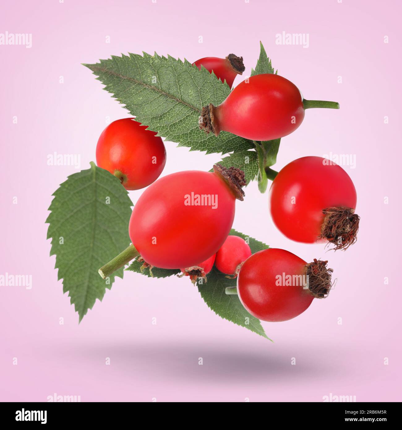 Ripe rose hip berries and leaves falling on pink background Stock Photo ...