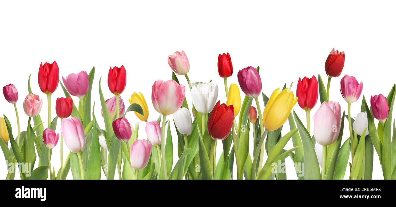 Colorful banner different tulips hi-res stock photography and images ...