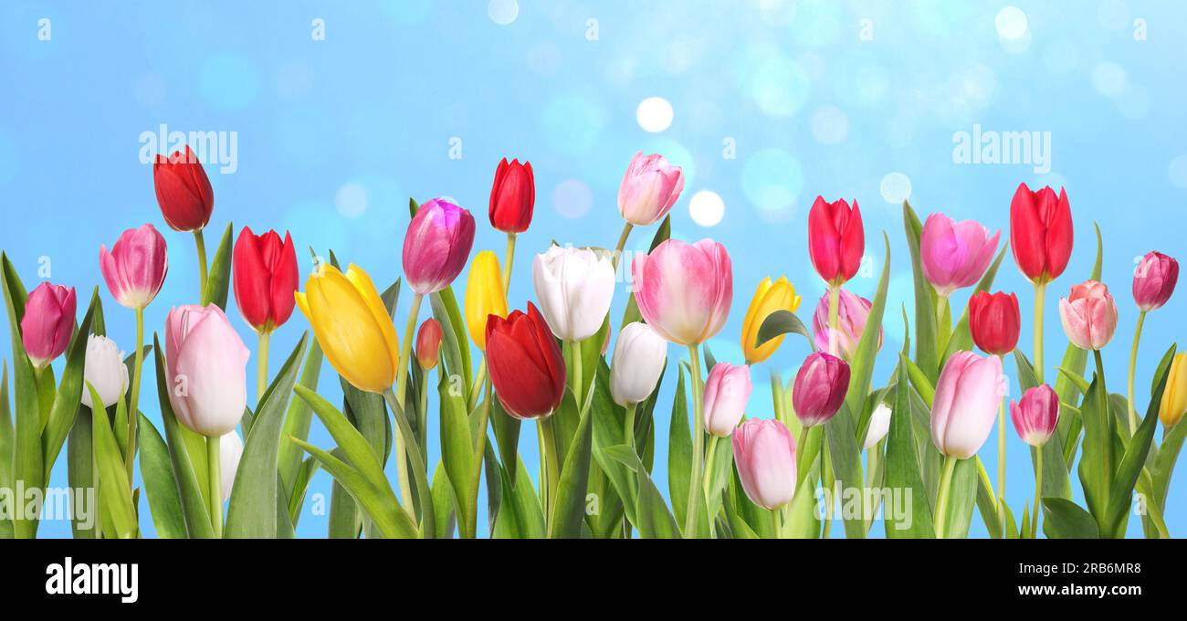 Many beautiful tulips on light blue background, bokeh effect. Banner ...