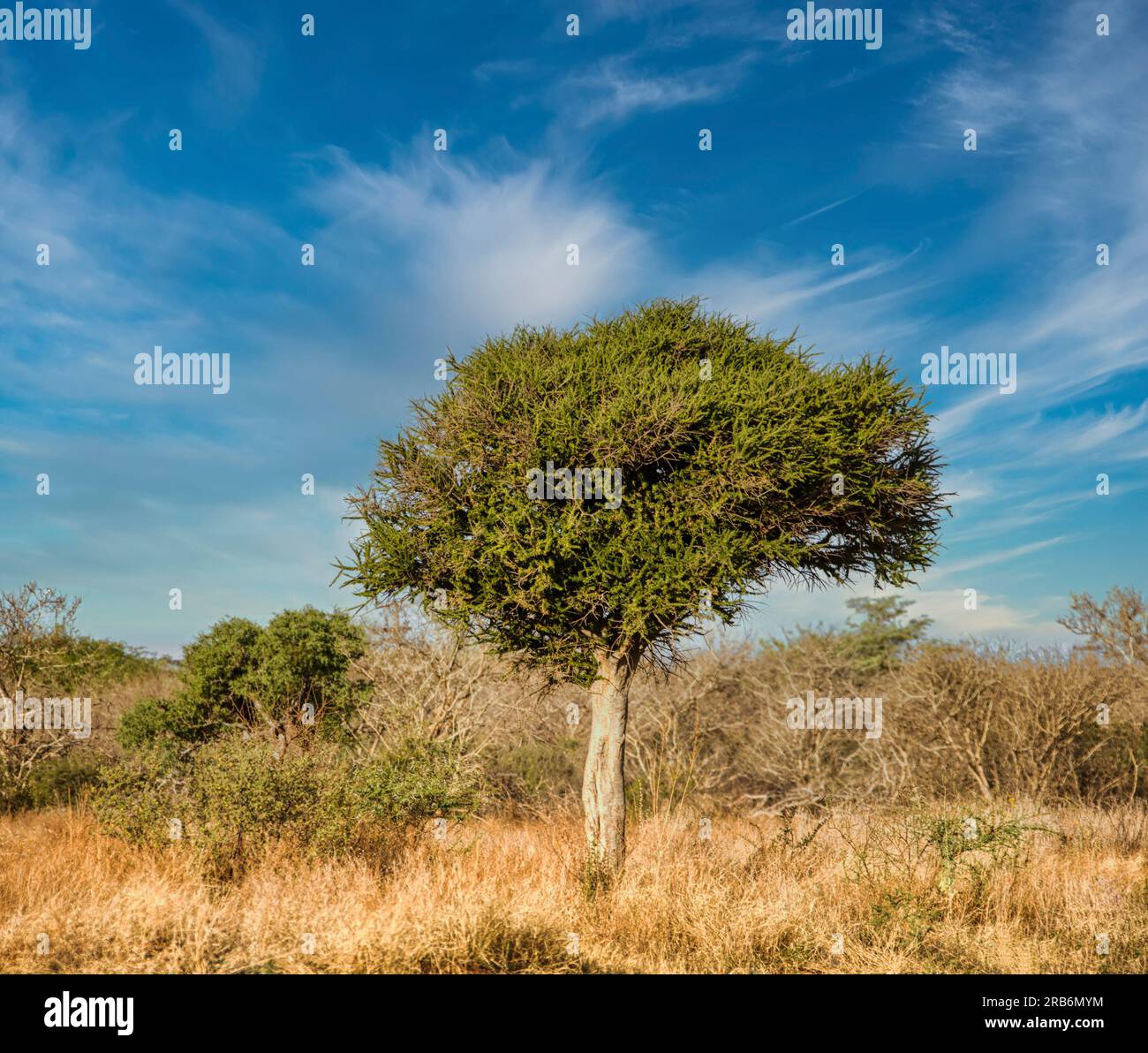 single young acacia tree in the african bush between savannah ...