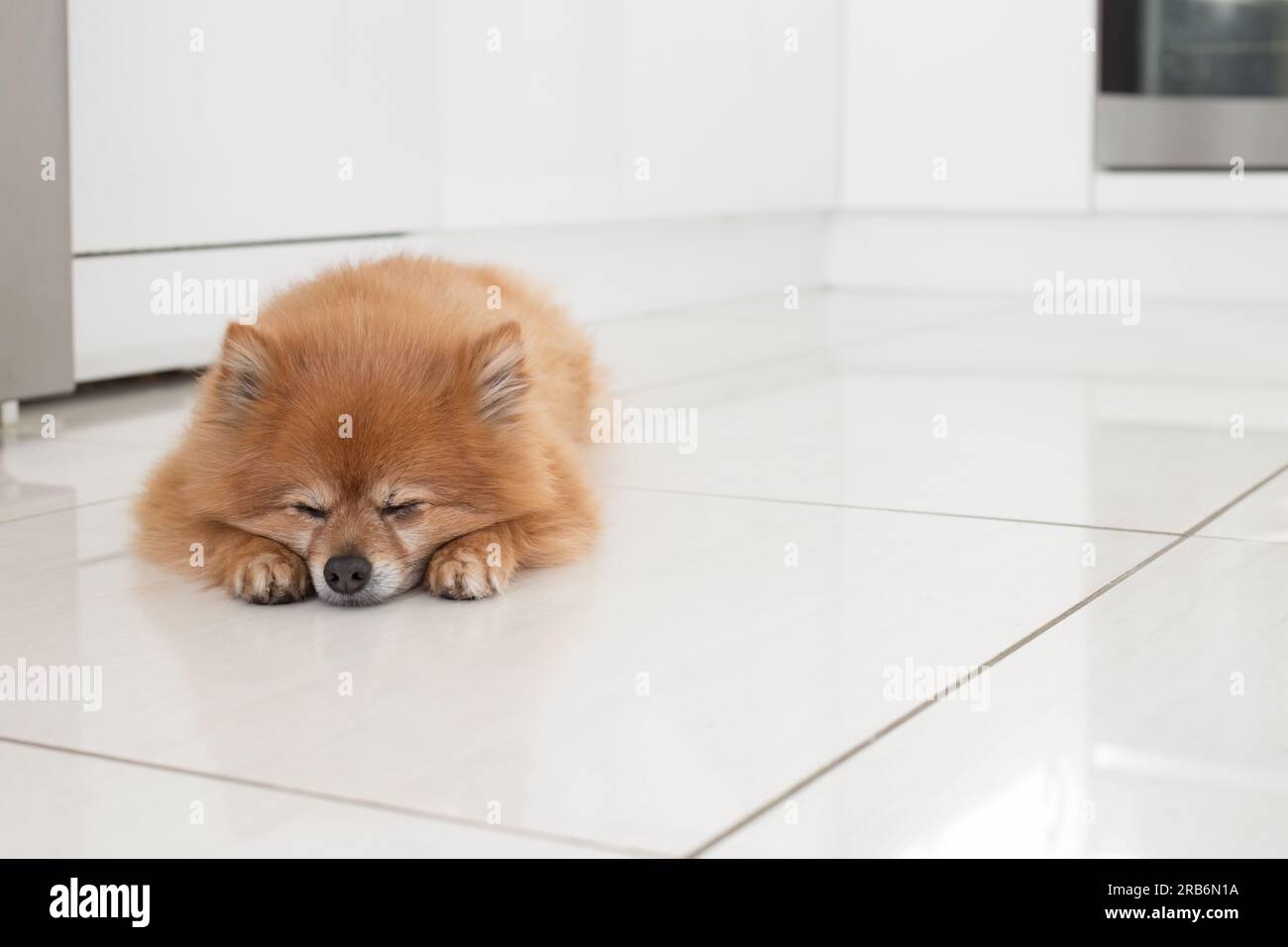 A Pomeranian dog lying on kitchen floor, waiting for owner to come home ...