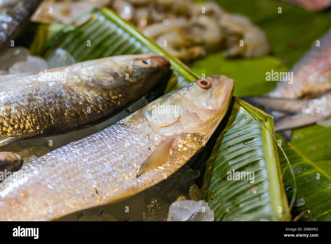 Hilsa fish or ilish being sold in fish market on a banana leaf. This ...