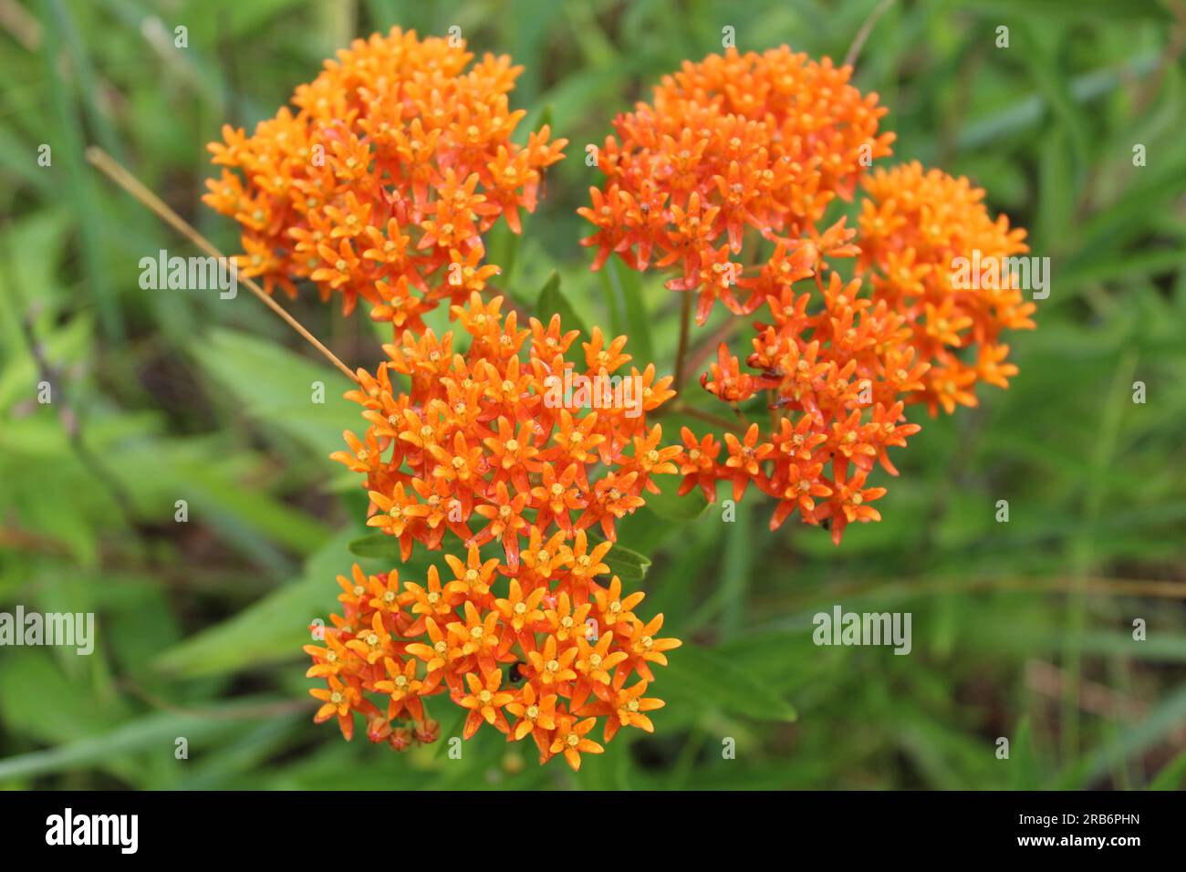 Butterfly weed florets hi-res stock photography and images - Alamy