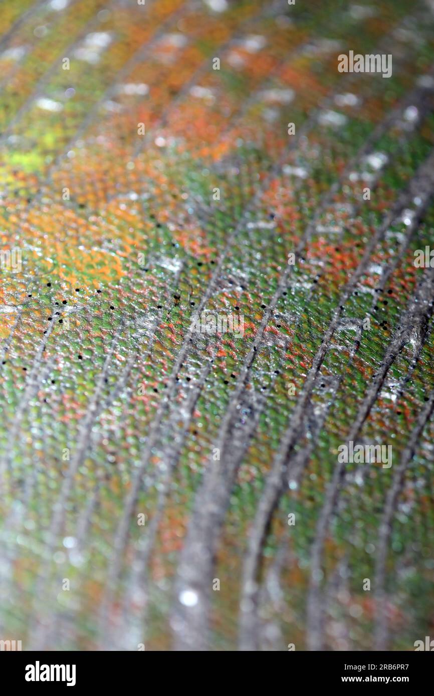 Abstract acrylic watercolor smear color painting on canvas horizontal ...