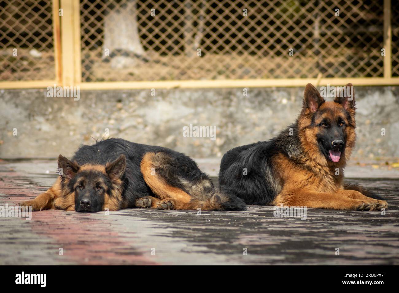Two german shepherds sitting on floor in a house. German shepherd is a ...