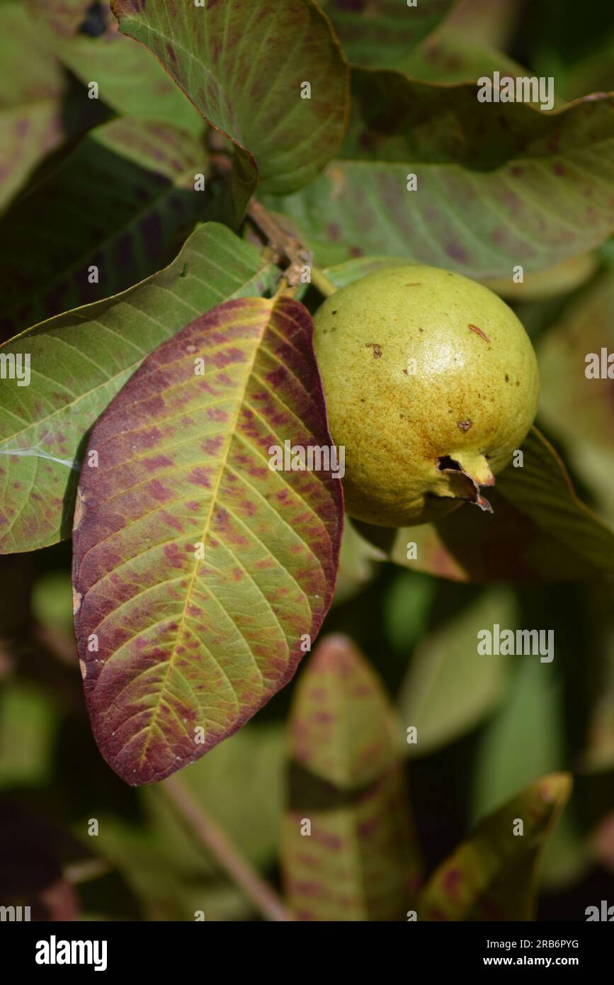 Guava hanging with tree in a farm. Fresh guava fruit. Sunlight falling ...