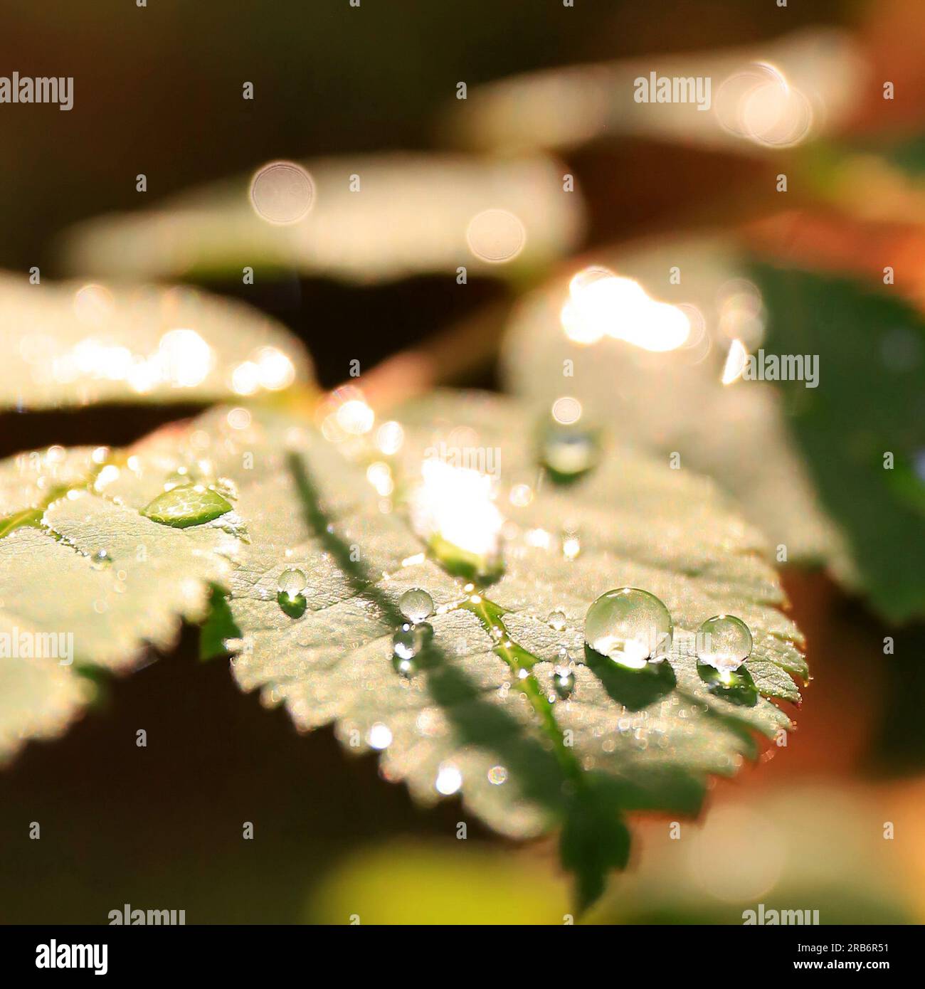 Macro photography is fascinating to me. It comes to show that even the ...