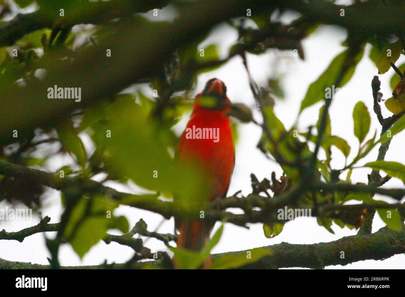 Alert cardinal hi-res stock photography and images - Alamy
