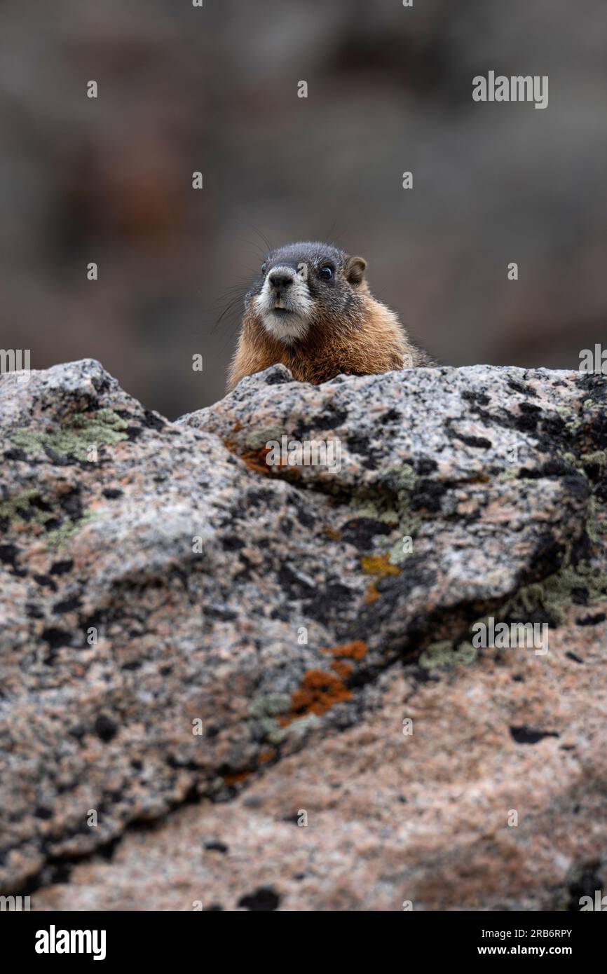 A Yellow-bellied marmot pokes its head over the rocks at Summit Lake ...