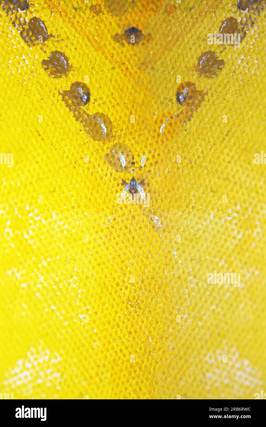 Double acrylic watercolor design smear color painting on canvas ...