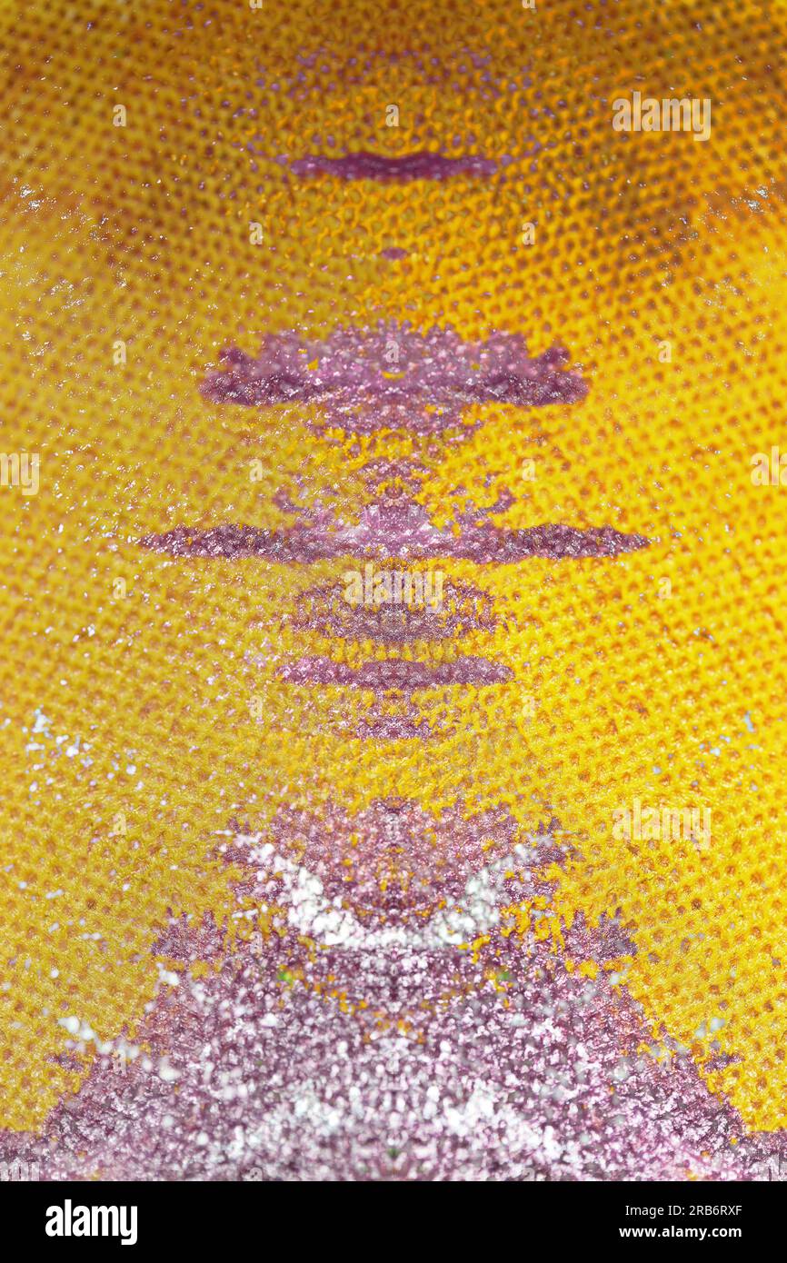 Double acrylic watercolor design smear color painting on canvas ...