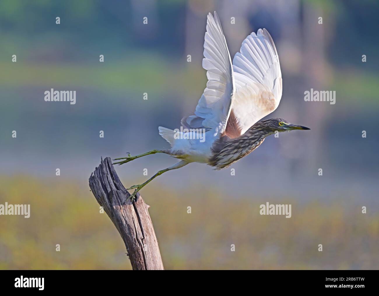 Set 2 of Heron family bird images. Flight, settled and feeding ...