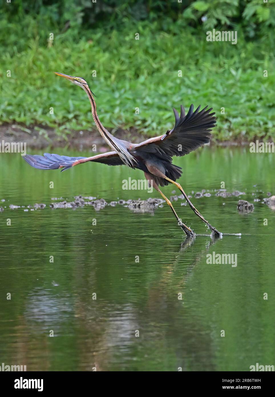 Set 2 of Heron family bird images. Flight, settled and feeding ...
