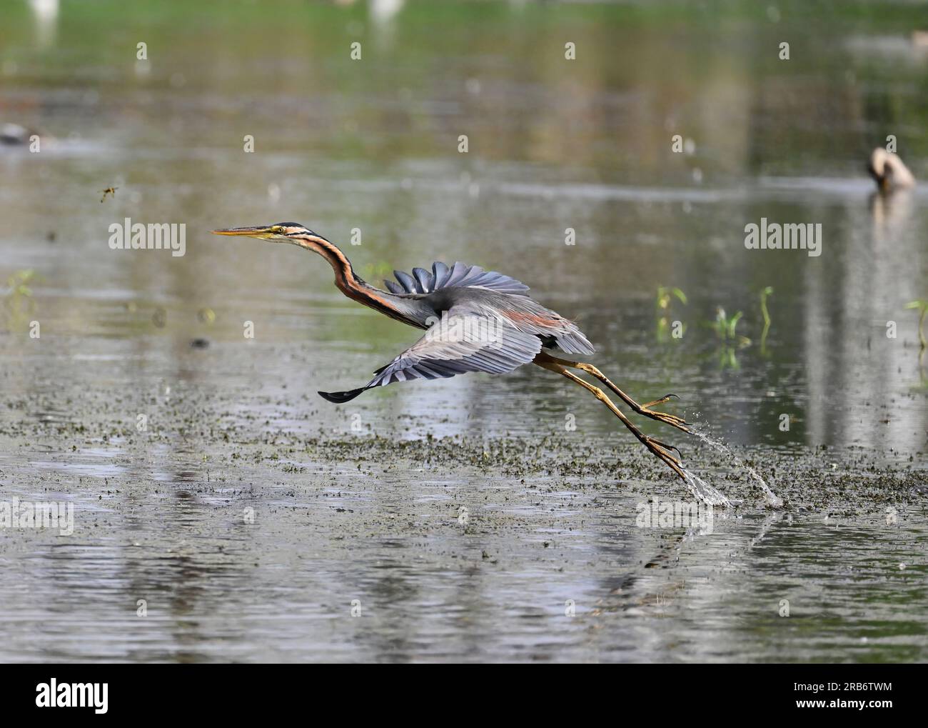 Set 2 of Heron family bird images. Flight, settled and feeding ...