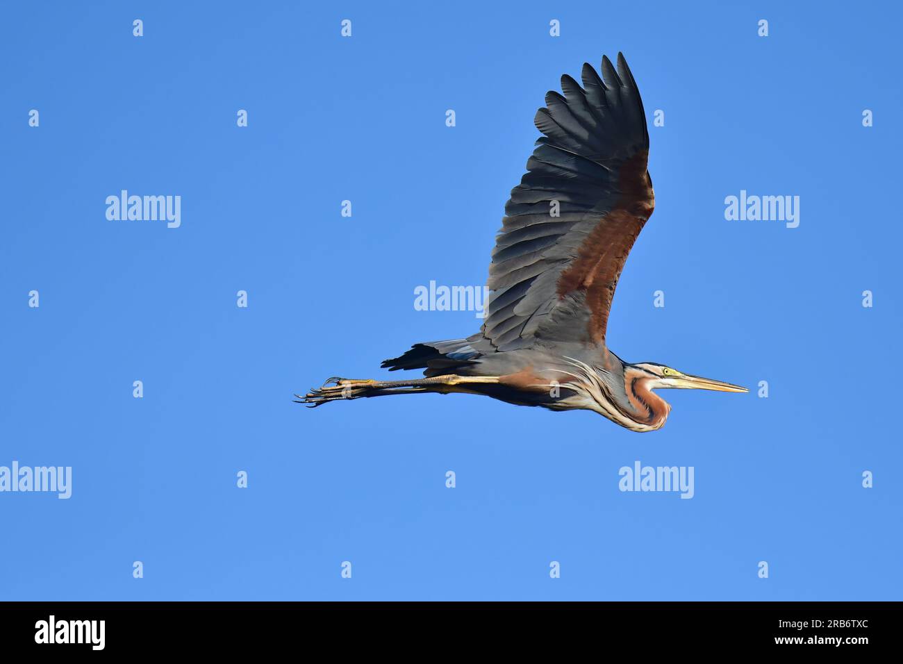 Set 2 of Heron family bird images. Flight, settled and feeding ...