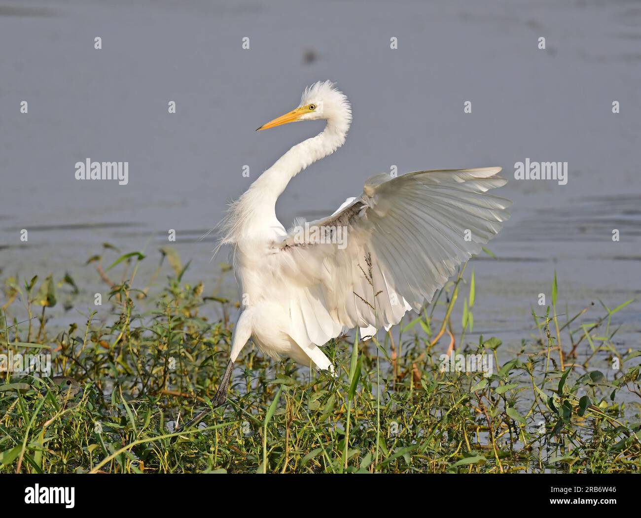 Set 1 of images of Herons and Egrets. Includes mixed species and each image is individually ...