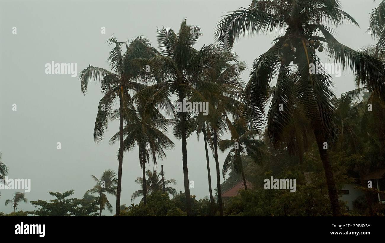Coconut trees storm cyclone rain hi-res stock photography and images ...