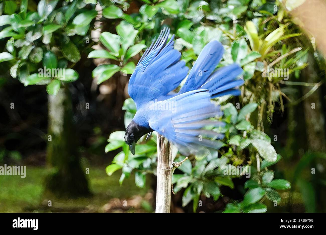 Blue jay, with outstretched wings, perching on a branch Stock Photo - Alamy