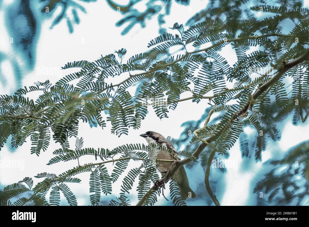 Common Kenyan Birds stalking Stock Photo - Alamy
