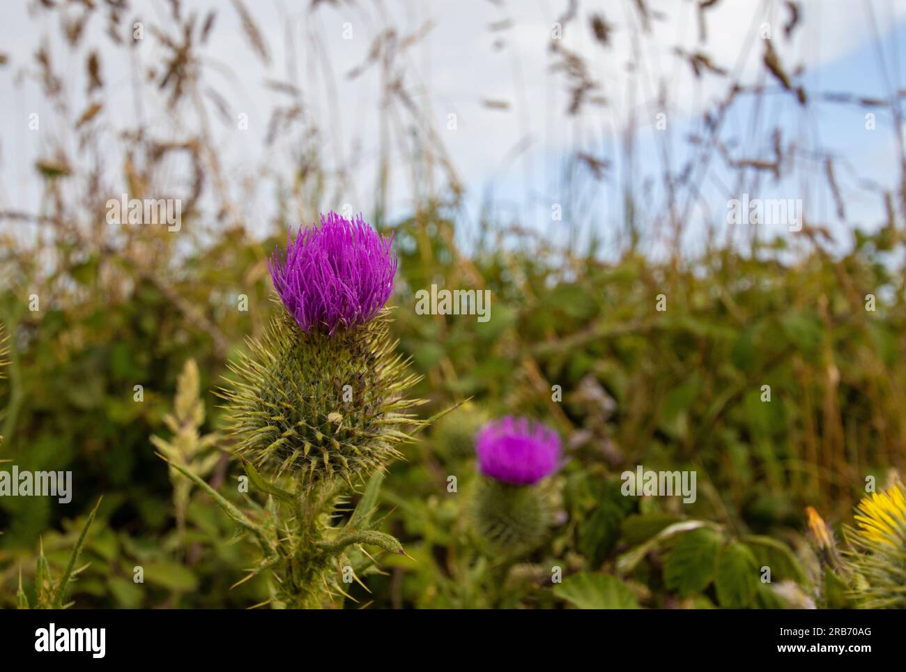 A Bull Thistle (Cirsium vulgare) growing on the cliffs at Lands End in ...