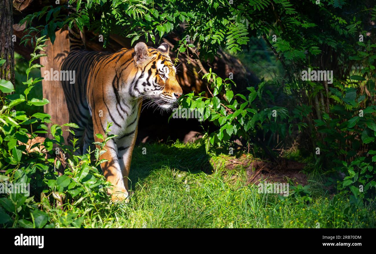 Hodenhagen, Germany. 06th July, 2023. Four-year-old Siberian tiger ...